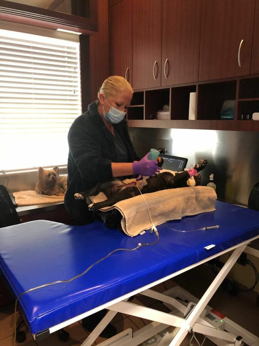 Veterinary Ultrasound Table - Veterinary ultrasound table Podoblock B.V.